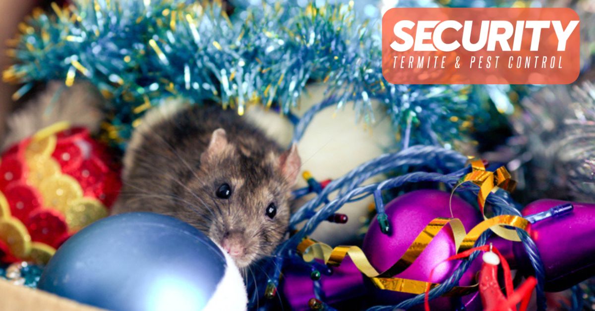 Why Rodent Sightings Tend to Increase During the Winter