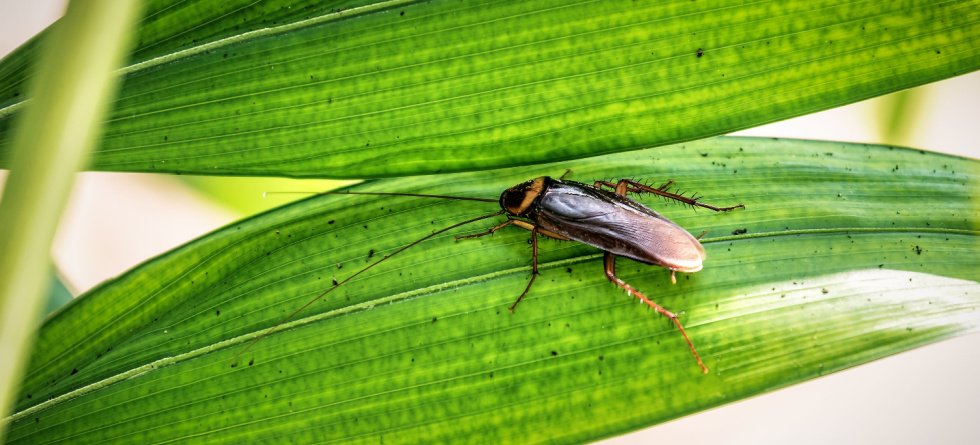 What Plant Repels Roaches? " Get Expert Advice Now"
